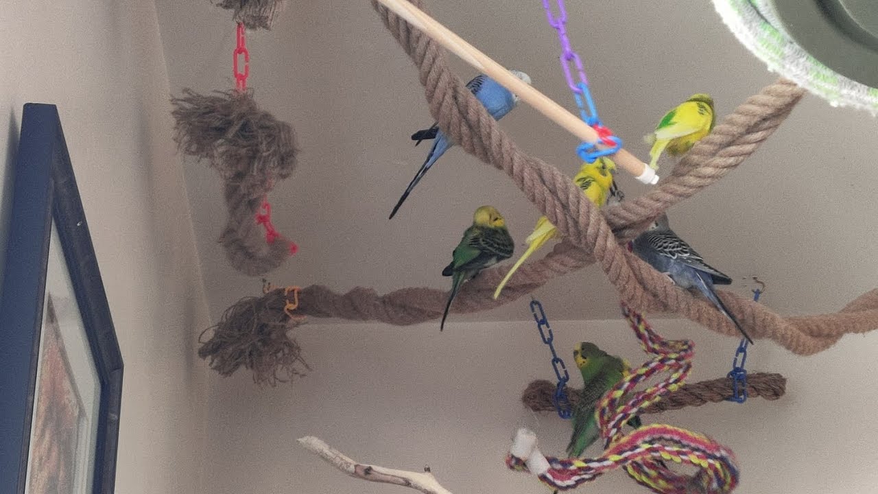Come visit with 9 Parrots - YouTube
