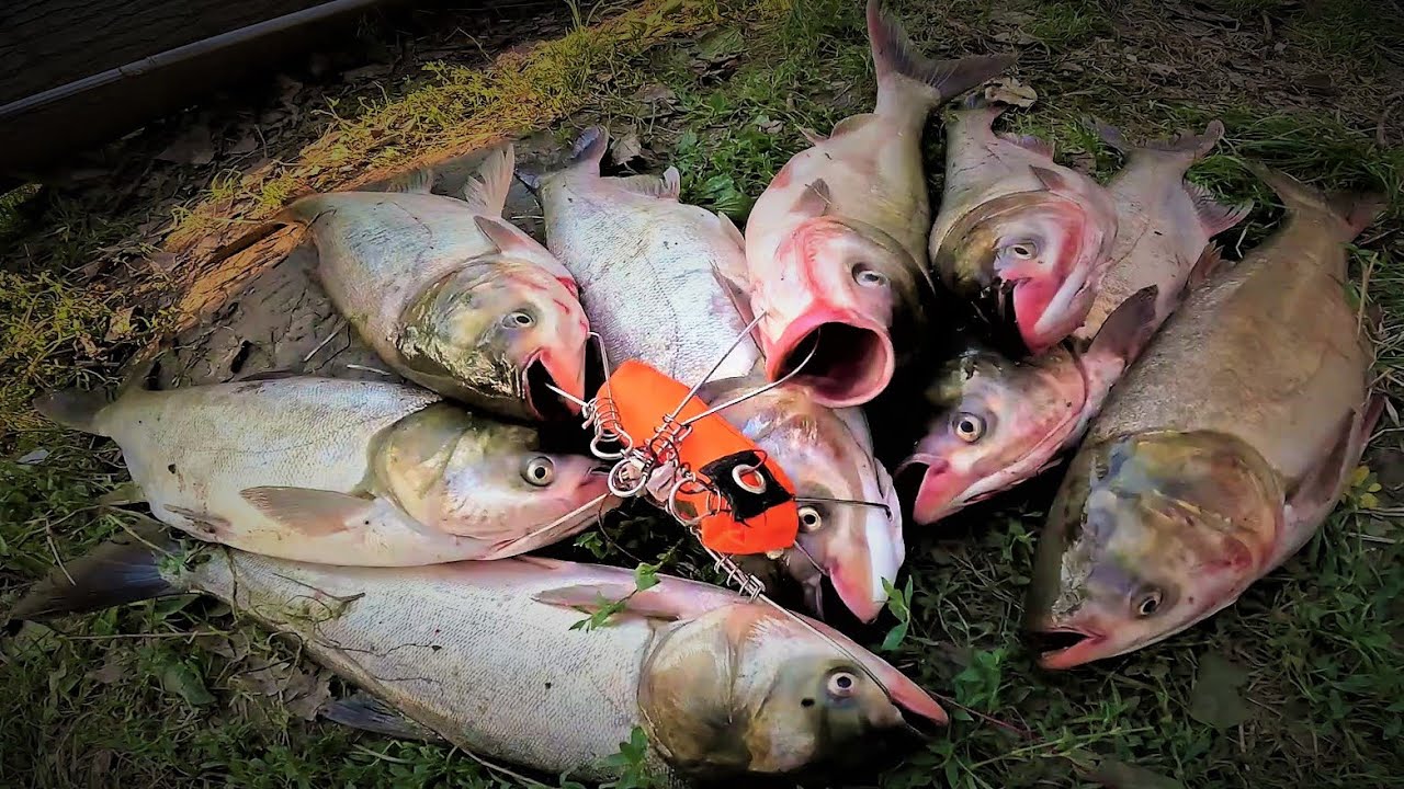 Pecanje Bika na hranu i tablete - reka Tisa | Fishing silvercarp Tisa ...