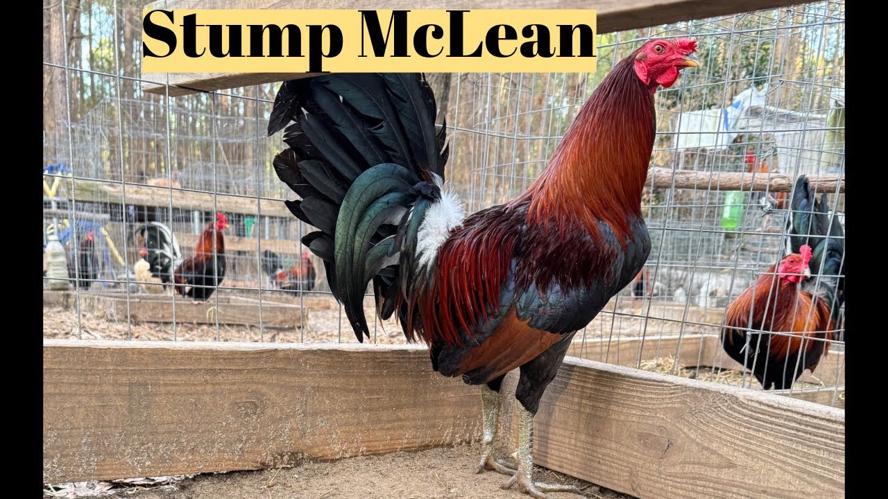 Showing a Pure Stump Puller McLean Hatch stag for historical purposes ...