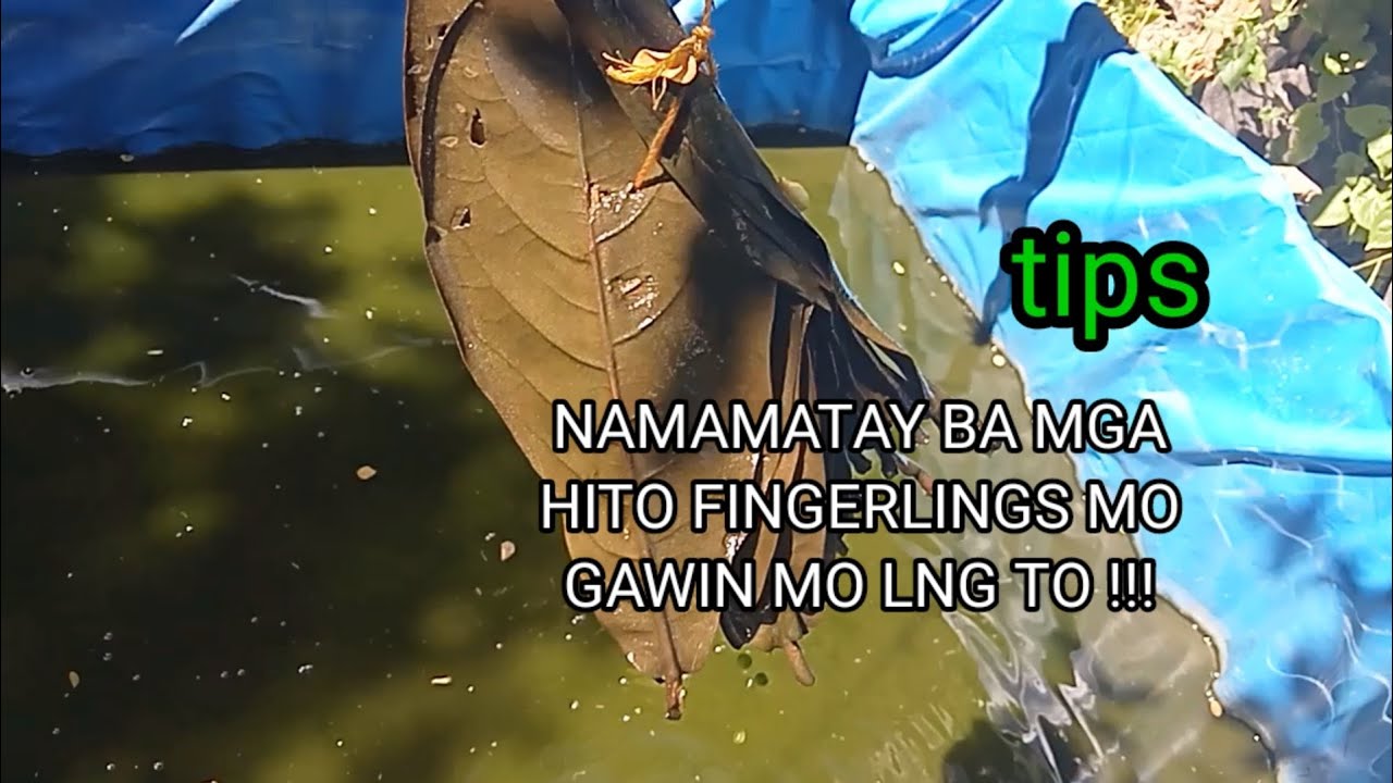 Araw araw may namamatay na similya ito gawin mo - YouTube
