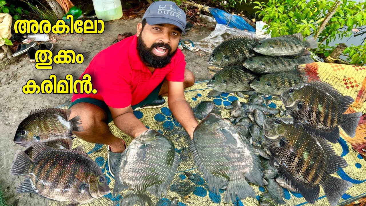 4 ഏക്കർ കരിമീൻ കണ്ടം വറ്റിച്ചപ്പോൾ 200Kg കരിമീൻ / Best Fishing Video ...