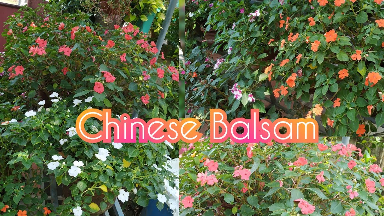 Chinese Balsam ! Best flowering plants ! #shorts - YouTube