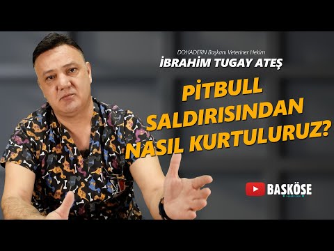 Veteriner Hekim Ateş açıkladı : ‘Pitbull saldırısından nasıl kurtuluruz?’
