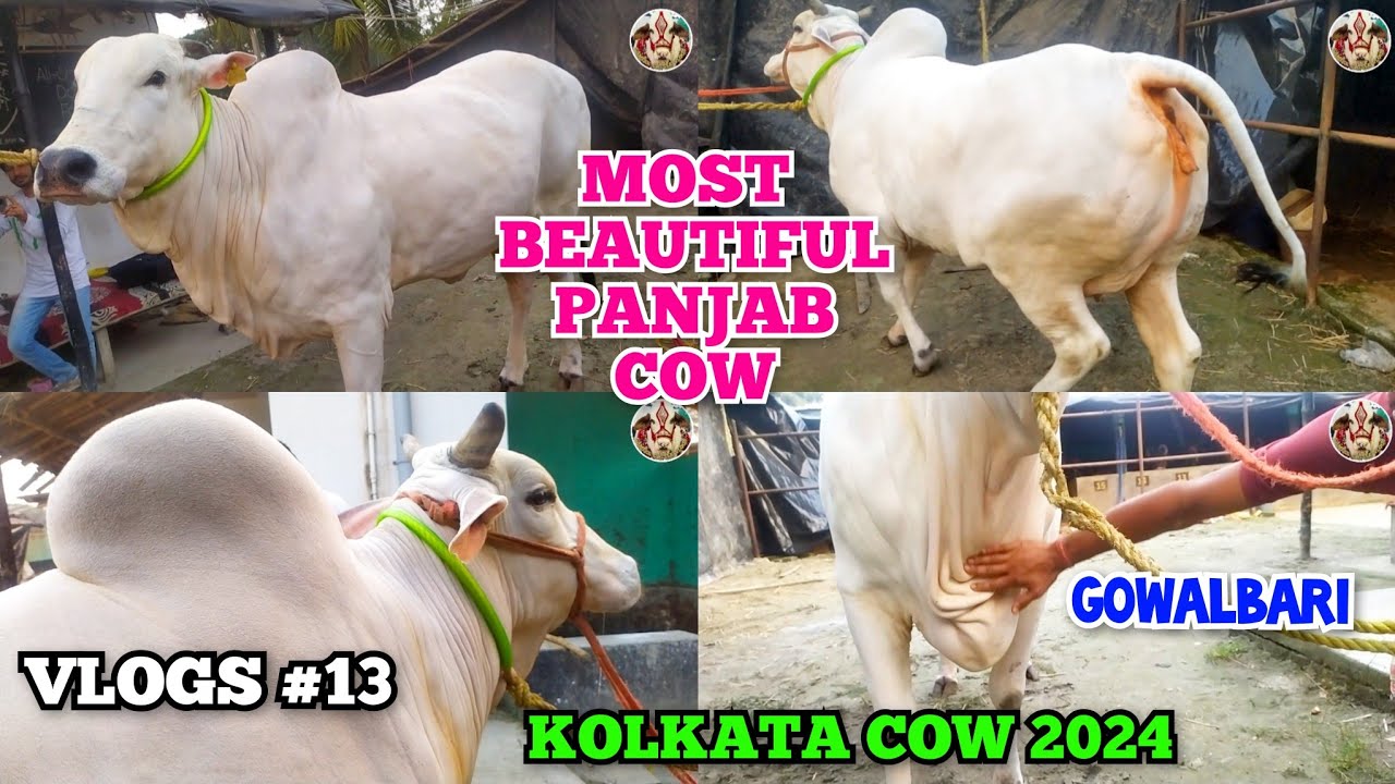 PART-1 ||MOST BEAUTIFUL PANJAB RANI👑COW FORM ALI-SHAAN CATTLE FARM ...