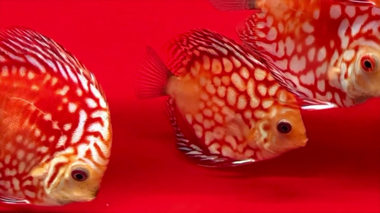 Red Panda Discus - December 2019 Shipment - YouTube