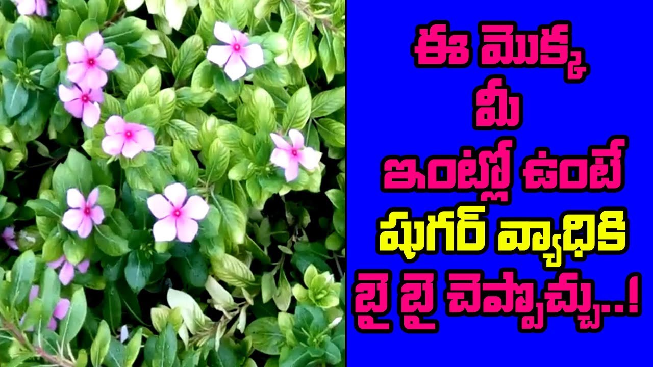 బిళ్ల గన్నేరు|billa ganneru for diabetes|billa ganneru uses|health tips ...