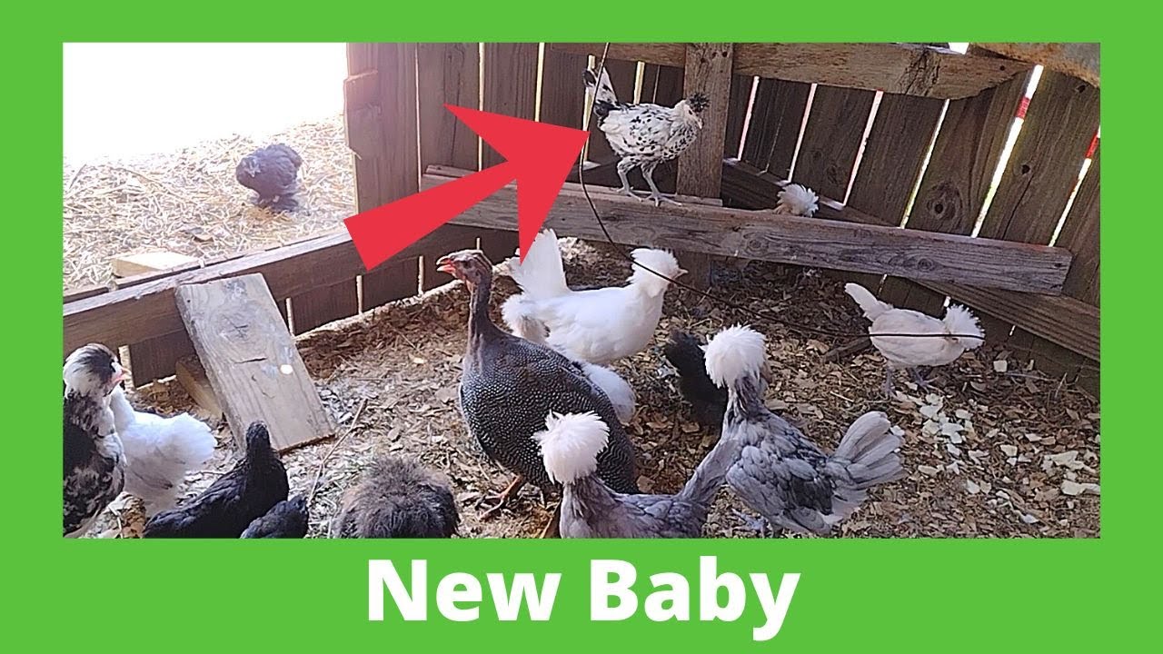 Chick Flick Polish, Cochin & Silkie Chicks July 22, 2022 - YouTube