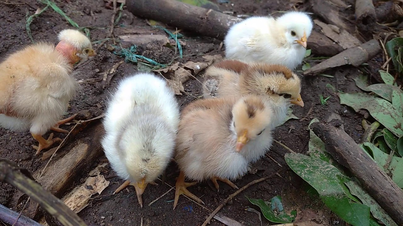 Pollitos bebé con su culeca - YouTube