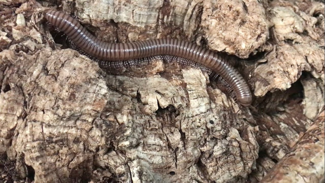 Telodeinopus Aouti Giant African Olive Millipede - YouTube