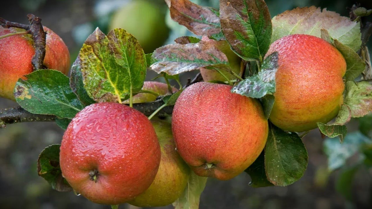 Gathering Around the Grove ~ Apple ~ 2022 - YouTube