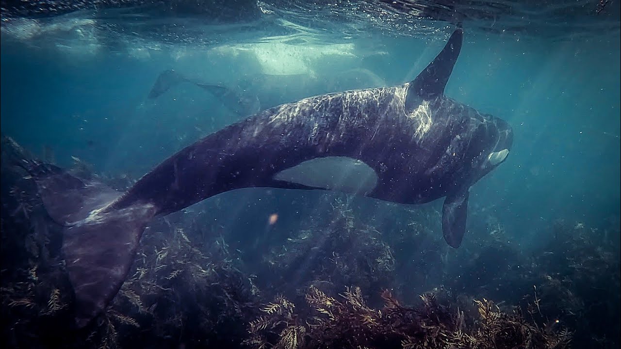 Unforgettable Experience: Freediving with Orca in Wellington, NZ 🐬🌊🇳🇿 ...
