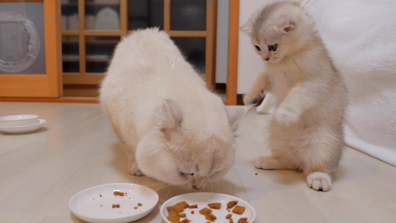 The kitten that always aims for the treats of the papa cat is cute ...