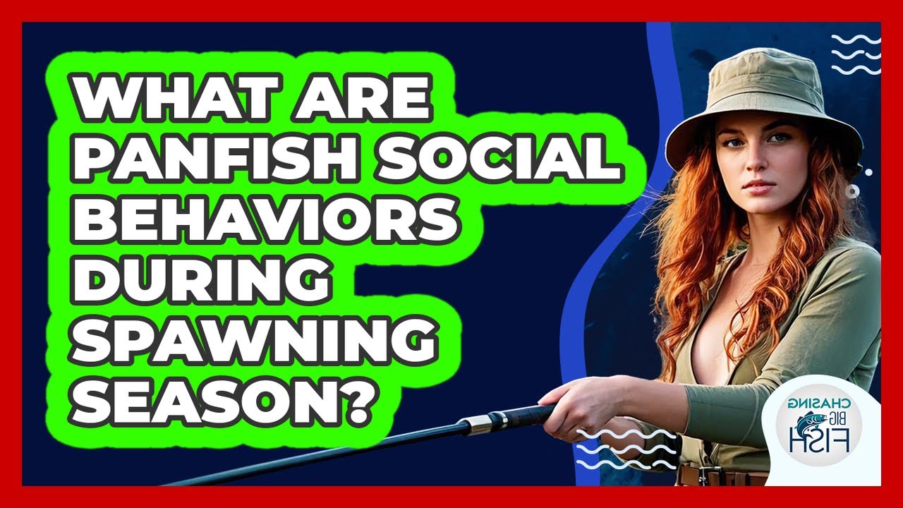 What Are Panfish Social Behaviors During Spawning Season? - Chasing Big ...