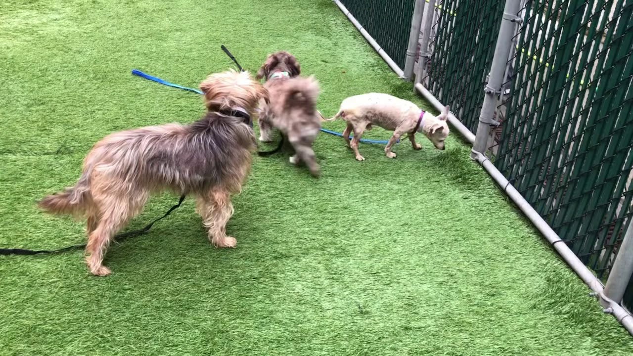 Small dog Playgroup at NYCACC - YouTube