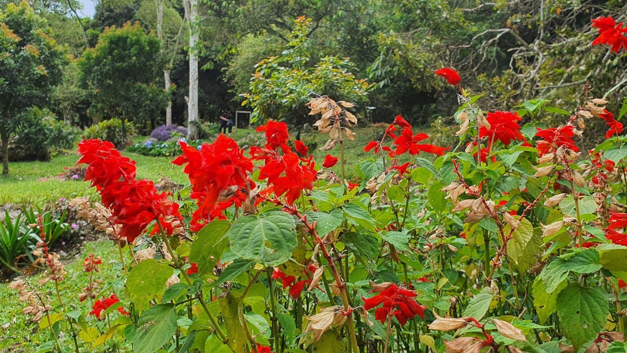 Trip to Spring Garden Mesilou Kundasang Sabah - YouTube