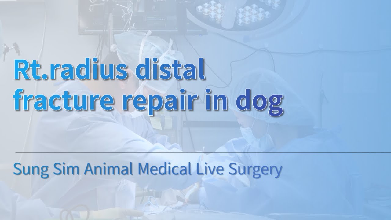 (Warning) Rt.radius distal fracture repair in dog Sung Sim Animal ...