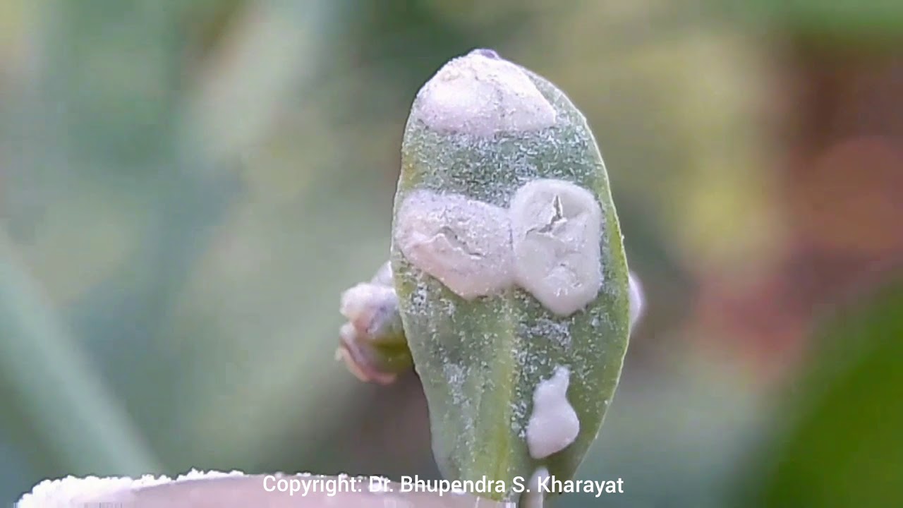 White rust of mustard: Albugo candida-Part 2 [1/2/3] - YouTube