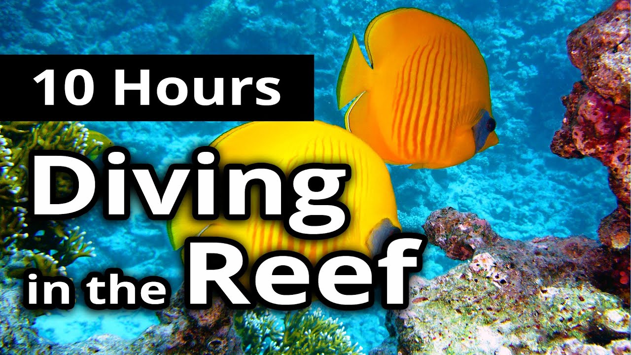 ASMR: UNDERWATER Sounds - DIVING in the REEF - 10 Hours - Relaxation ...