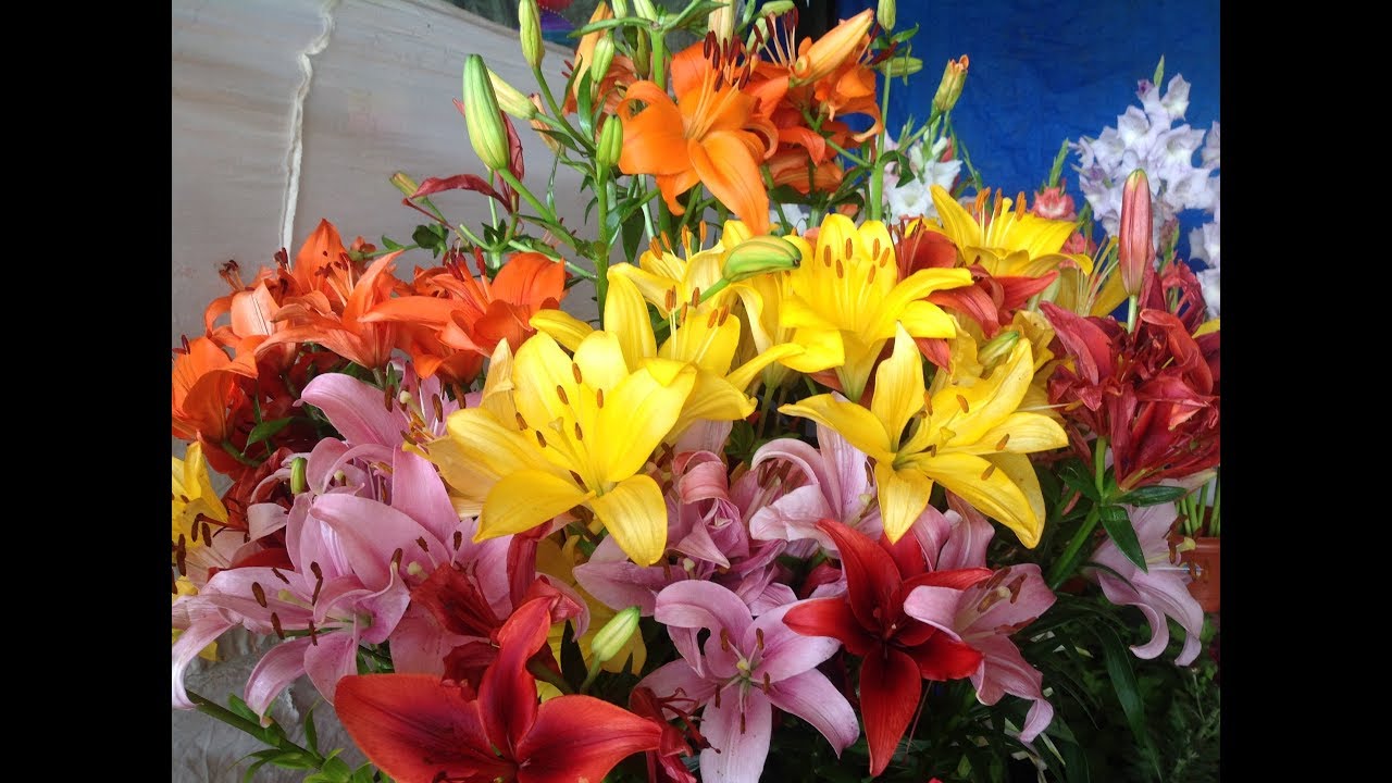 MYSORE DASARA FLOWER SHOW 2018 - AWESOME FLOWERS - YouTube