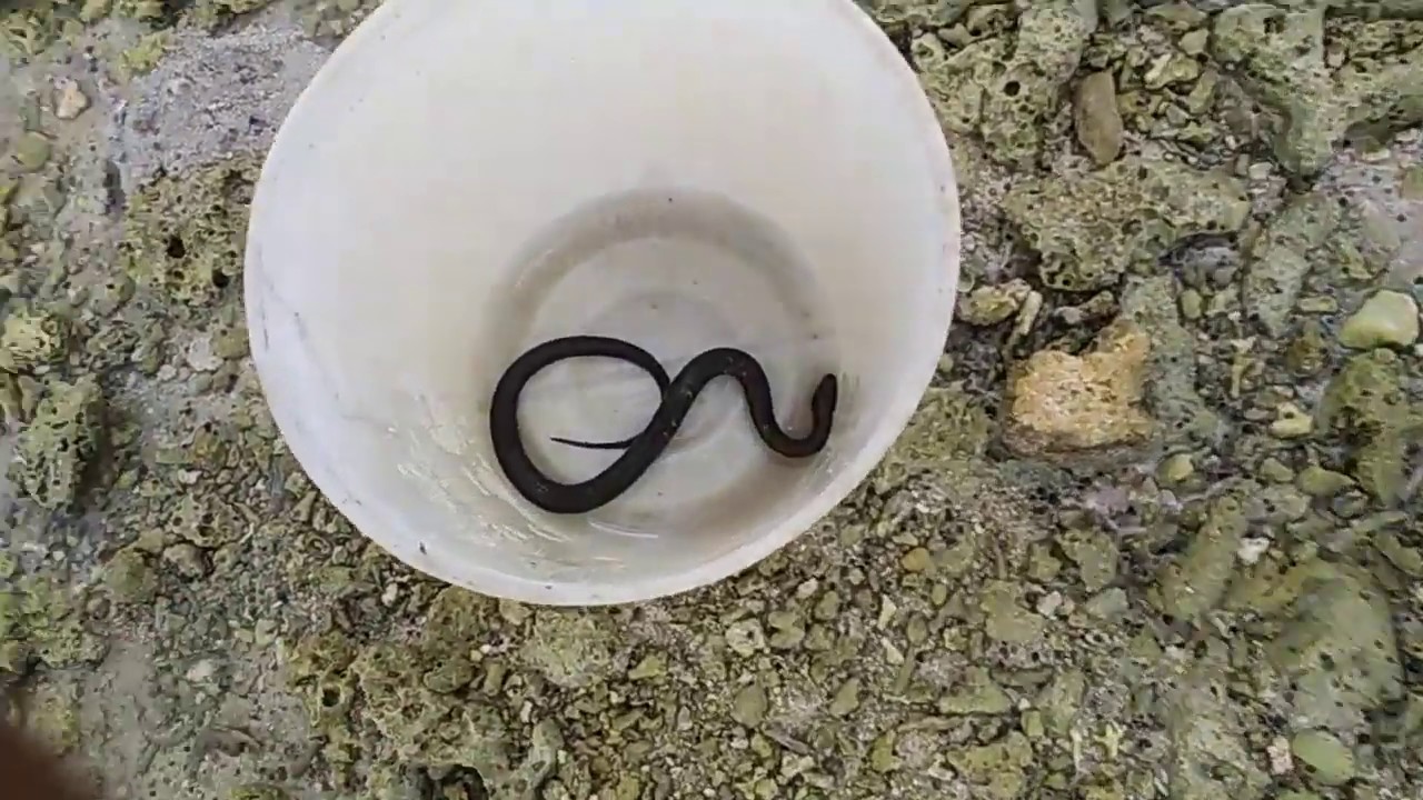 Bohol May 11, 2018 Sven The Tangkig E02 - YouTube