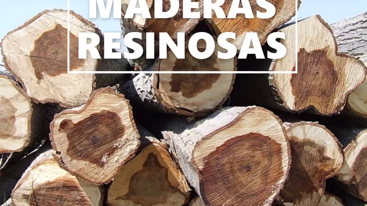 Tipos de Madera Parte 3 "Maderas Resinosas" - YouTube
