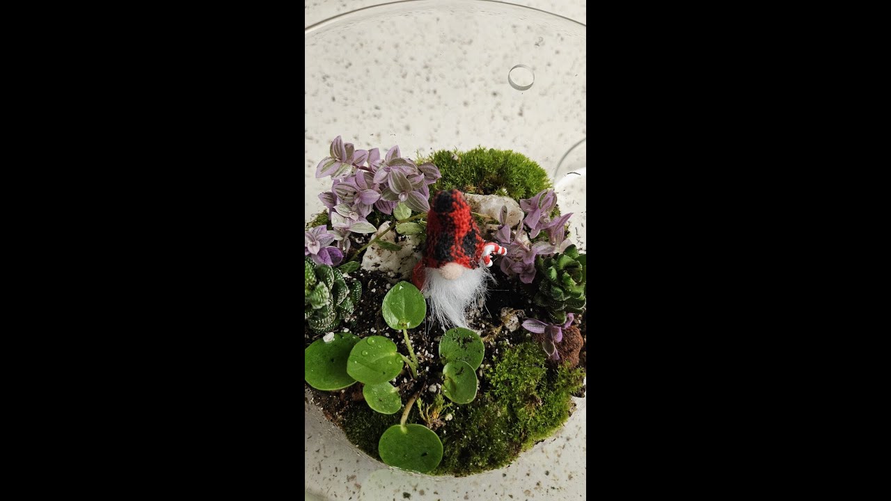 Terrarium Time Lapse! - YouTube