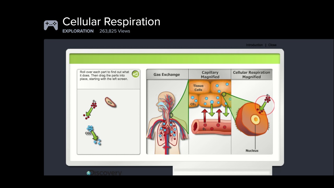 Cellular Respiration | Discovery Education - YouTube