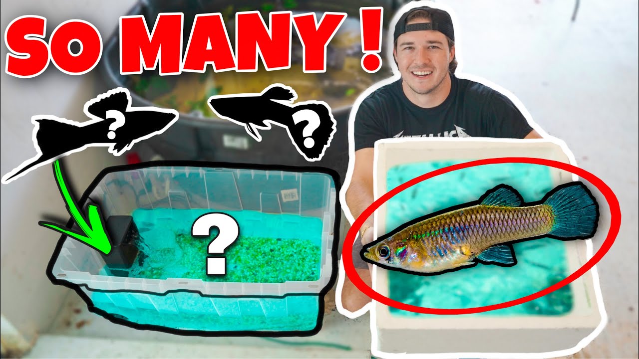 STOCKING Mini POND With Thousands of Mosquito FISH! *Breeding* - YouTube