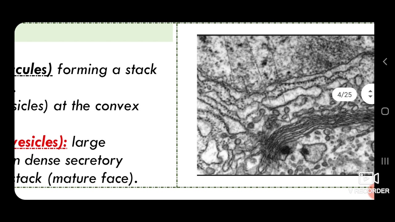Practical General Histology -Part 1 - YouTube