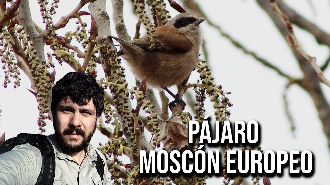 Pájaro Moscón Europeo 4K (Remiz pendulinus) Beutelmeise, Mésange ...