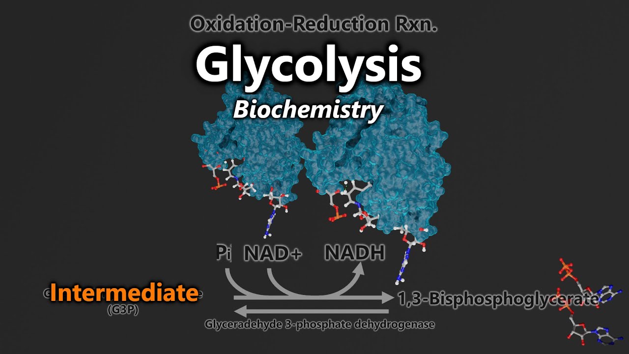Every Reaction, Enzyme, Substrate, and Product of Glycolysis Animated ...
