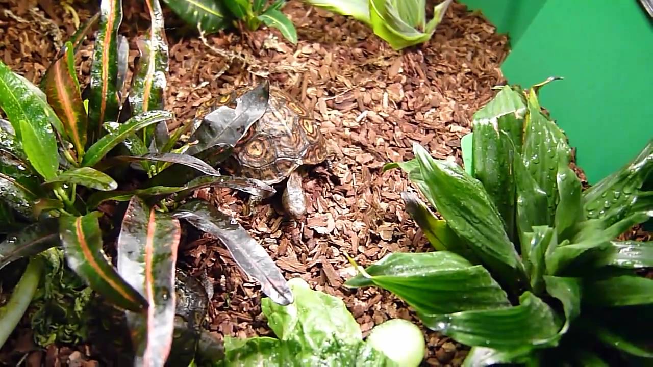 Ornate Wood Turtles feeding - YouTube