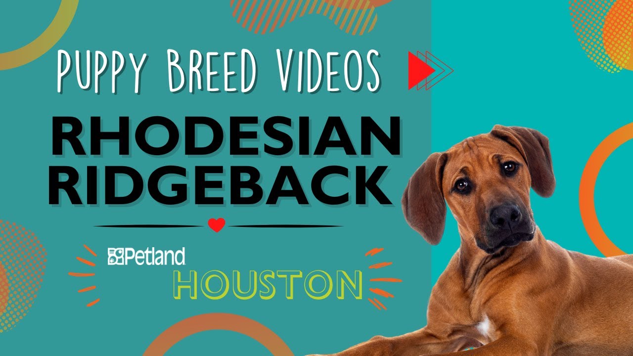 Ricky Gervais Youtube Rhodesian Ridgeback at Sara Sheridan blog
