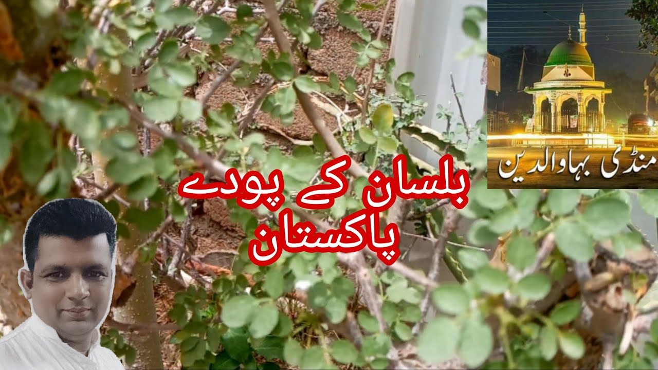 Balsan ke paudhe Pakistan / بلسان کے نئے پودے _ Balsan Plant in ...
