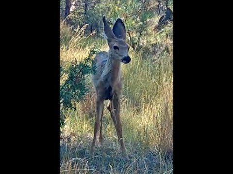 Mule deer fawn bleating central Sioux County Nebraska 9 5 24 248pm ...