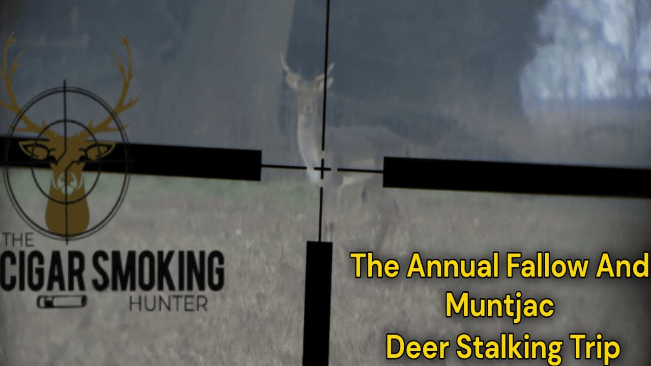 The Annual Fallow And Muntjac Deer Stalking Trip - YouTube
