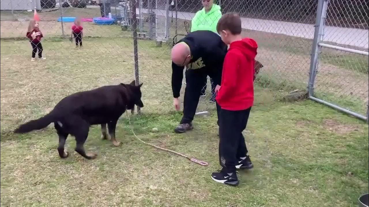 Mocha playing fetch with junior volunteer - YouTube