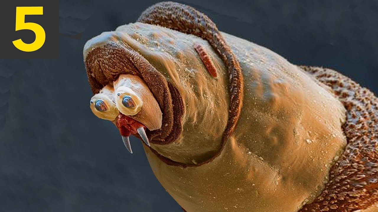 Top 5 Amazing Microscopic Videos - YouTube