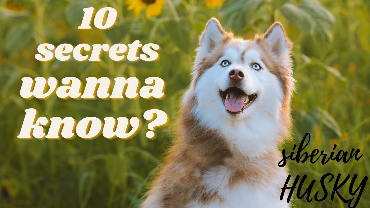 The Hidden Truth About Siberian Huskies: 10 Facts that'll Amaze You ...