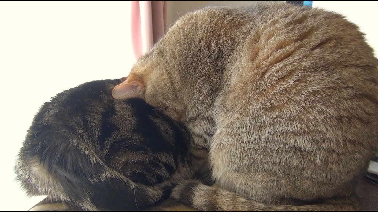 座ったままうとうと眠ってしまう猫 Adorable cats nod off to sleep - YouTube