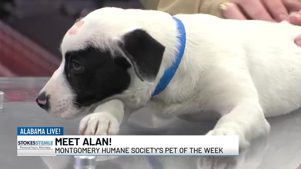 Pet of the Week: Alan! - YouTube