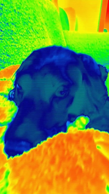 You may call her the most sigma #dog #funny #sigma #memes #alpha # ...