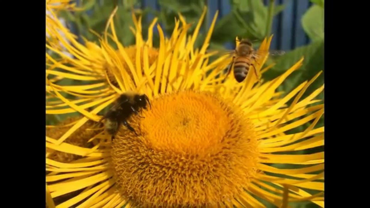 En humla ett bi och en solros - YouTube