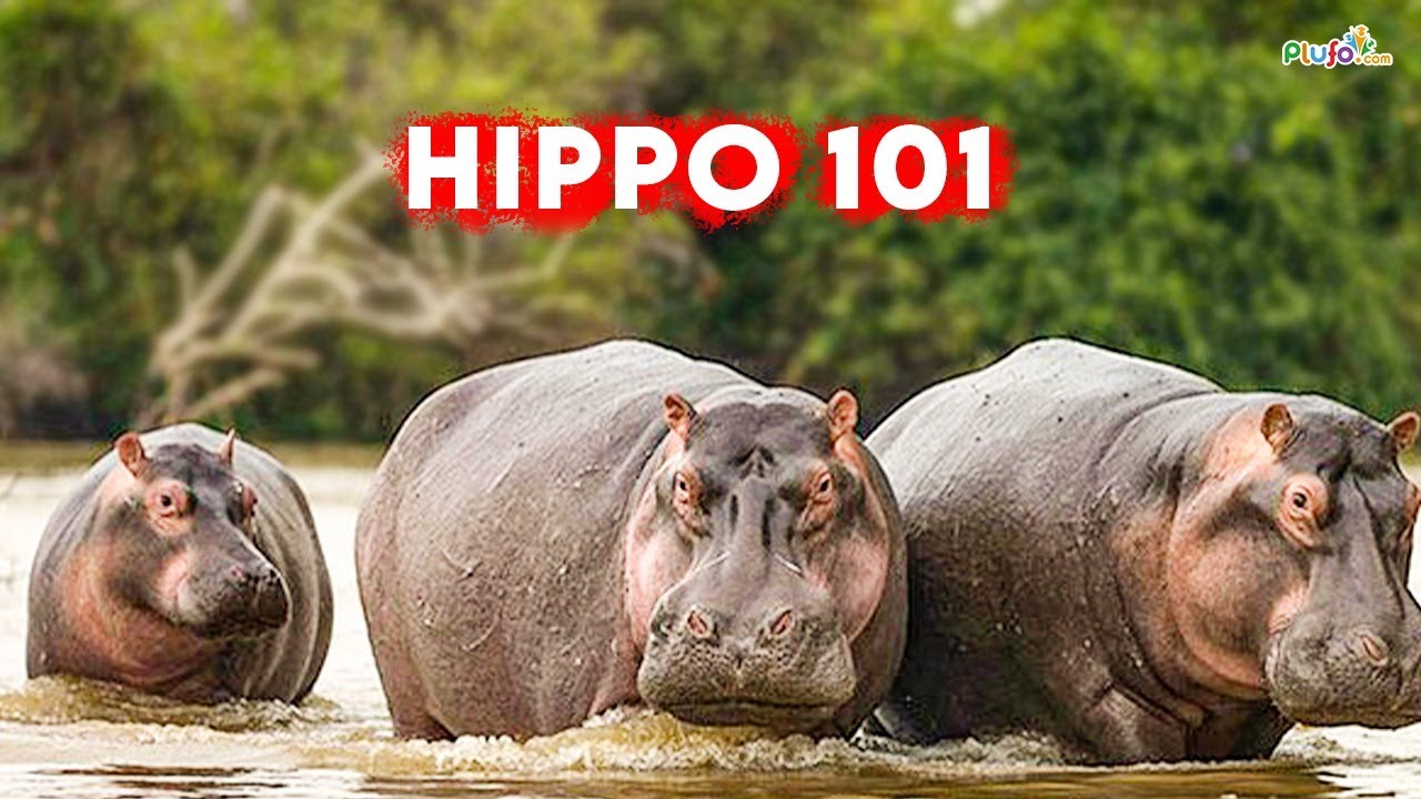 Hippopotamus - River Horse Wild Documentary || Everything about Hippos ...