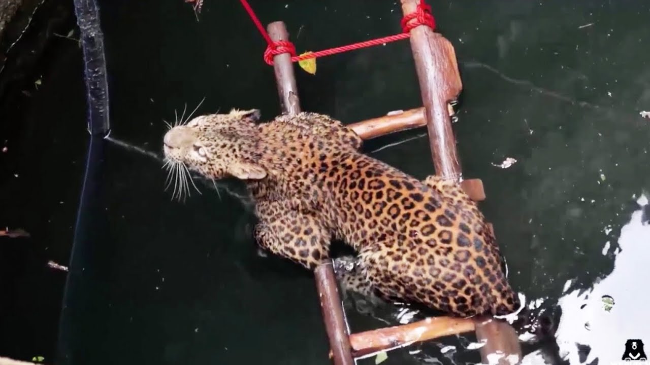 Leopard rescued from drowning in deep well in India - YouTube