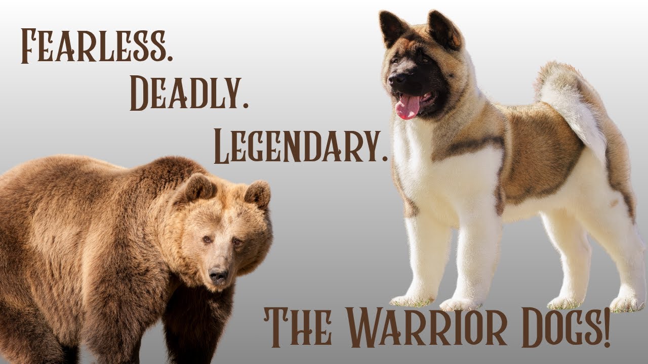 Predator Hunters - The Dogs That Feared Nothing - YouTube
