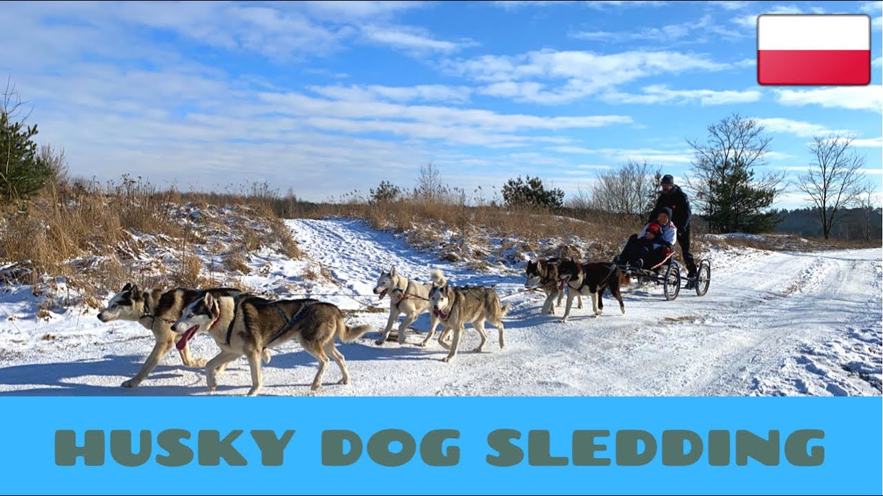 Husky dog sledding Poland - YouTube