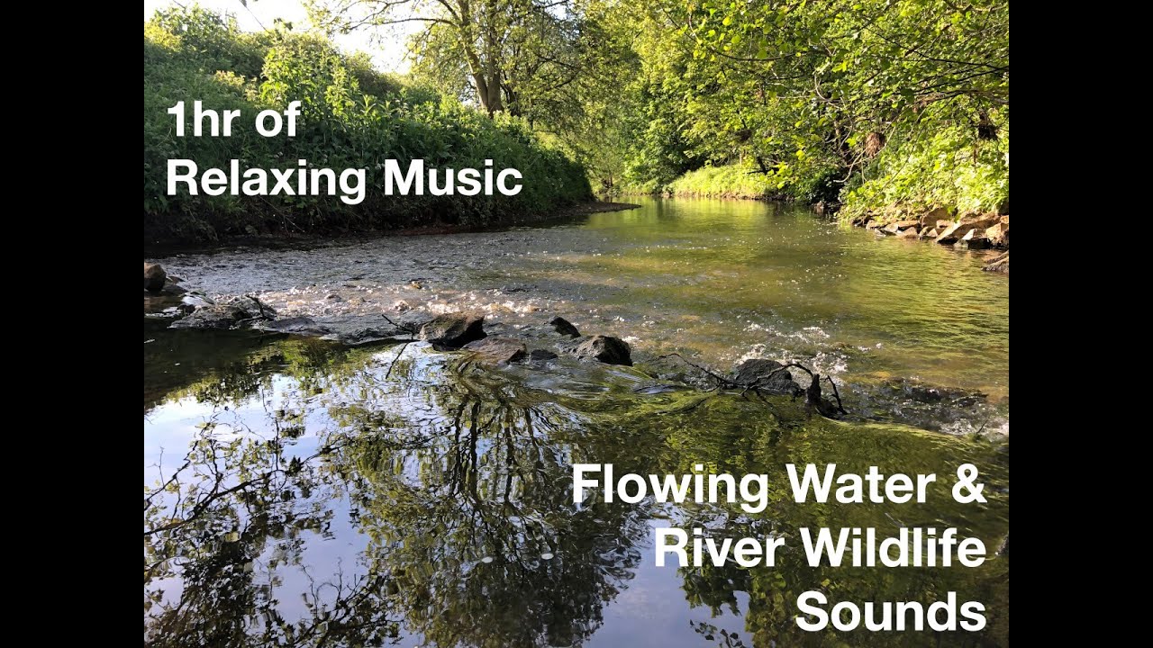 1hr of River Sounds and Birdsong - DREAM 💤 💤 💤 Beautiful Piano Music ...
