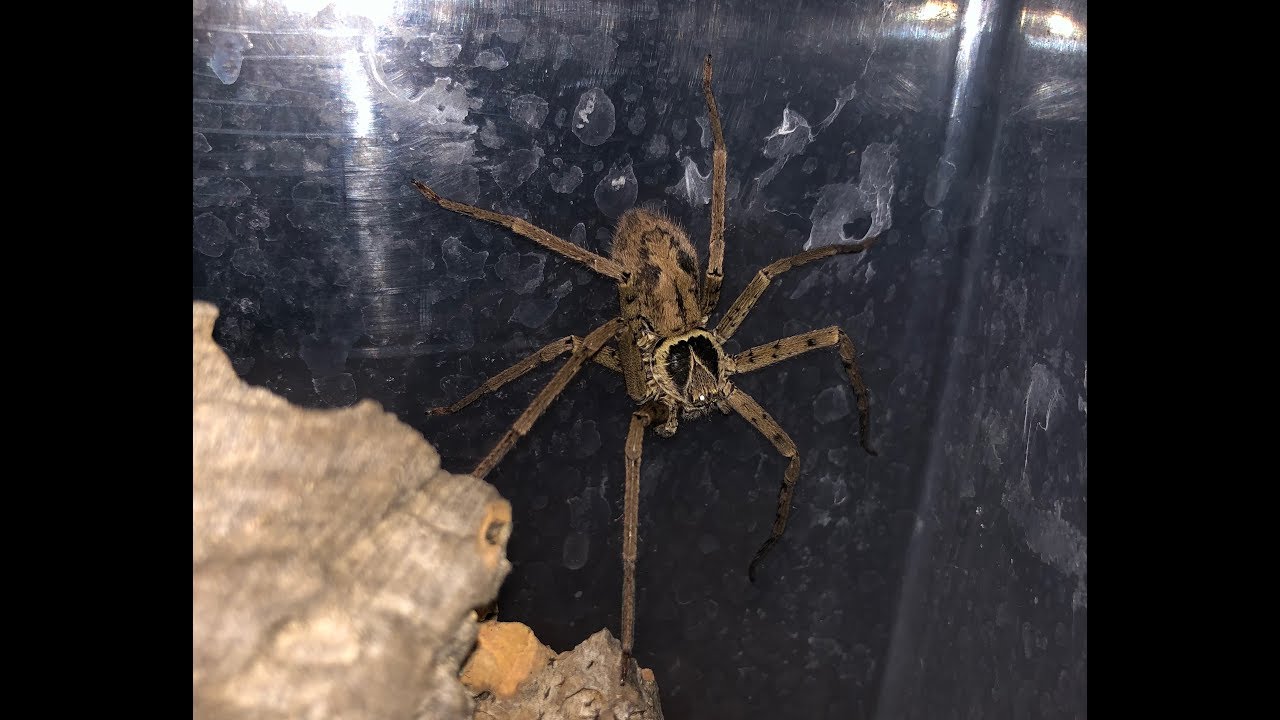 Feeding my huntsman spider - YouTube