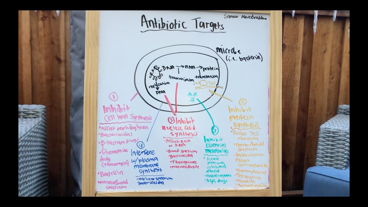 Antibiotic Drug Targets Overview Notes - YouTube